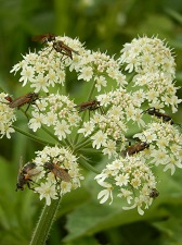 Berce spondyle jardin de sauveterre
