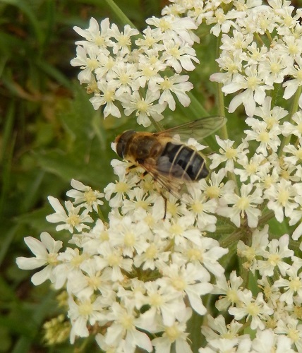 Berce spondyle jardin de sauveterre
