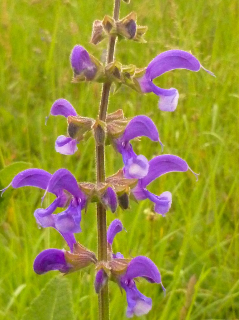 Sauge jardin de sauveterre